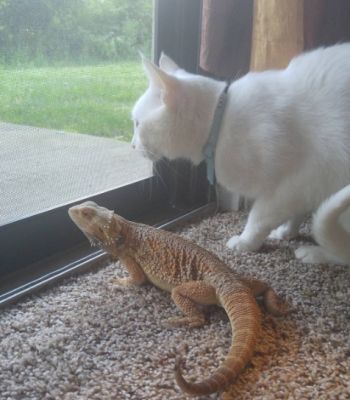 This cat-lizard duo will give you true friendship goals