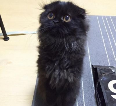 Meet Gimo – the cat with the biggest eyes ever