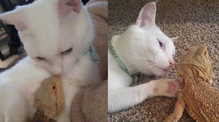 This cat-lizard duo will give you true friendship goals