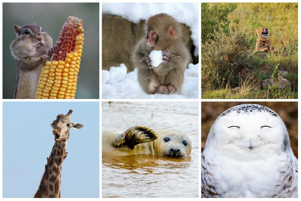 Comedy Wildlife Photo Award entries reveal lighter side of the animal ...