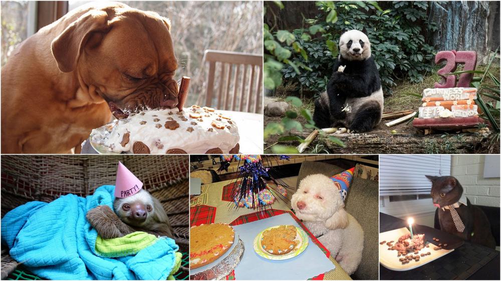 Cutest animal birthday parties