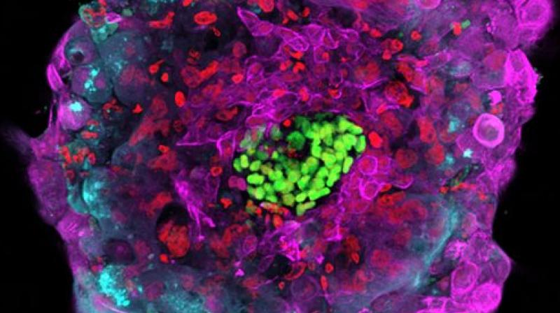 Laboratory advance provides view of early embryo development ...