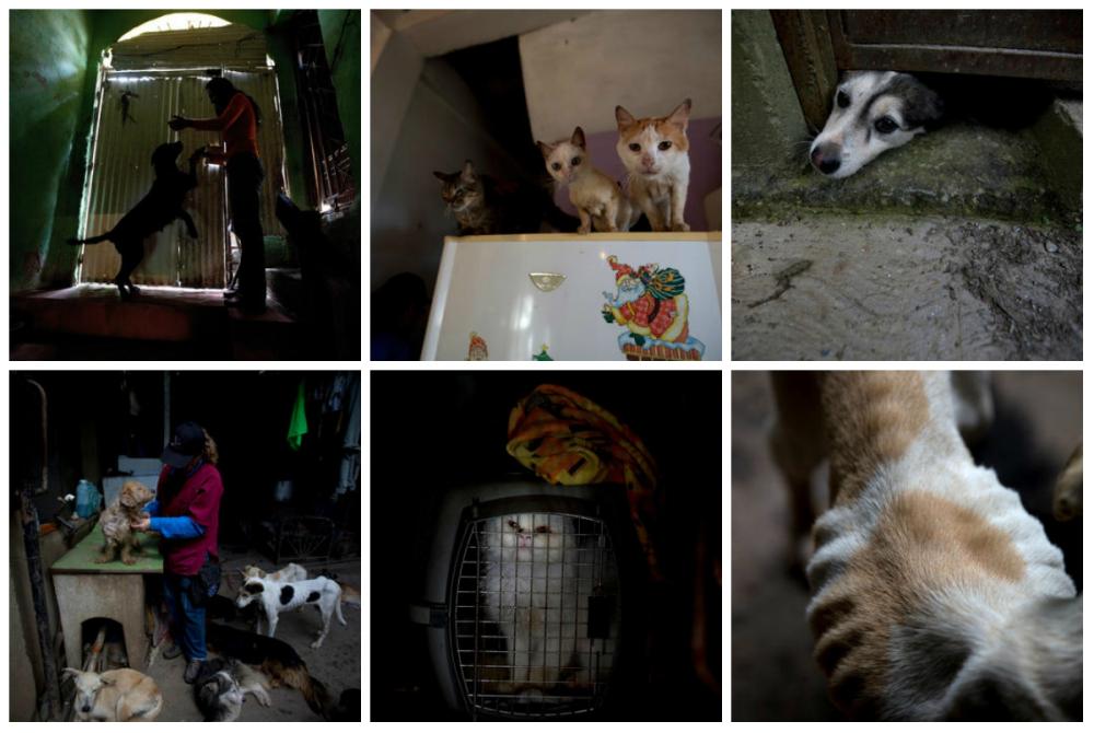 Rise in number of Venezuela pets being abandoned by crisis-stricken owners